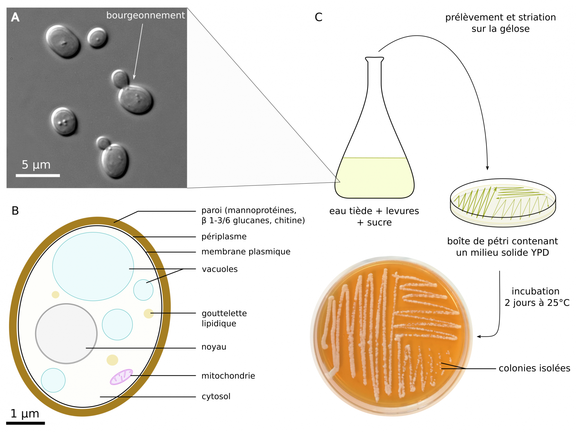 Observation et méthodes de culture de la levure de bière Saccharomyces cerevisiae | Planet-Vie